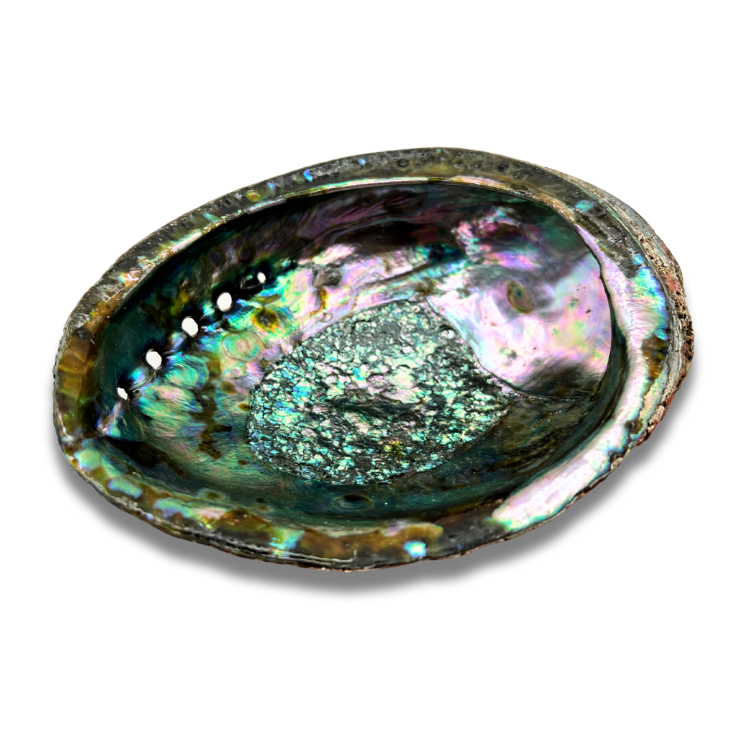 Abalone Shell Smudge Bowls – FLORA & FAUNA